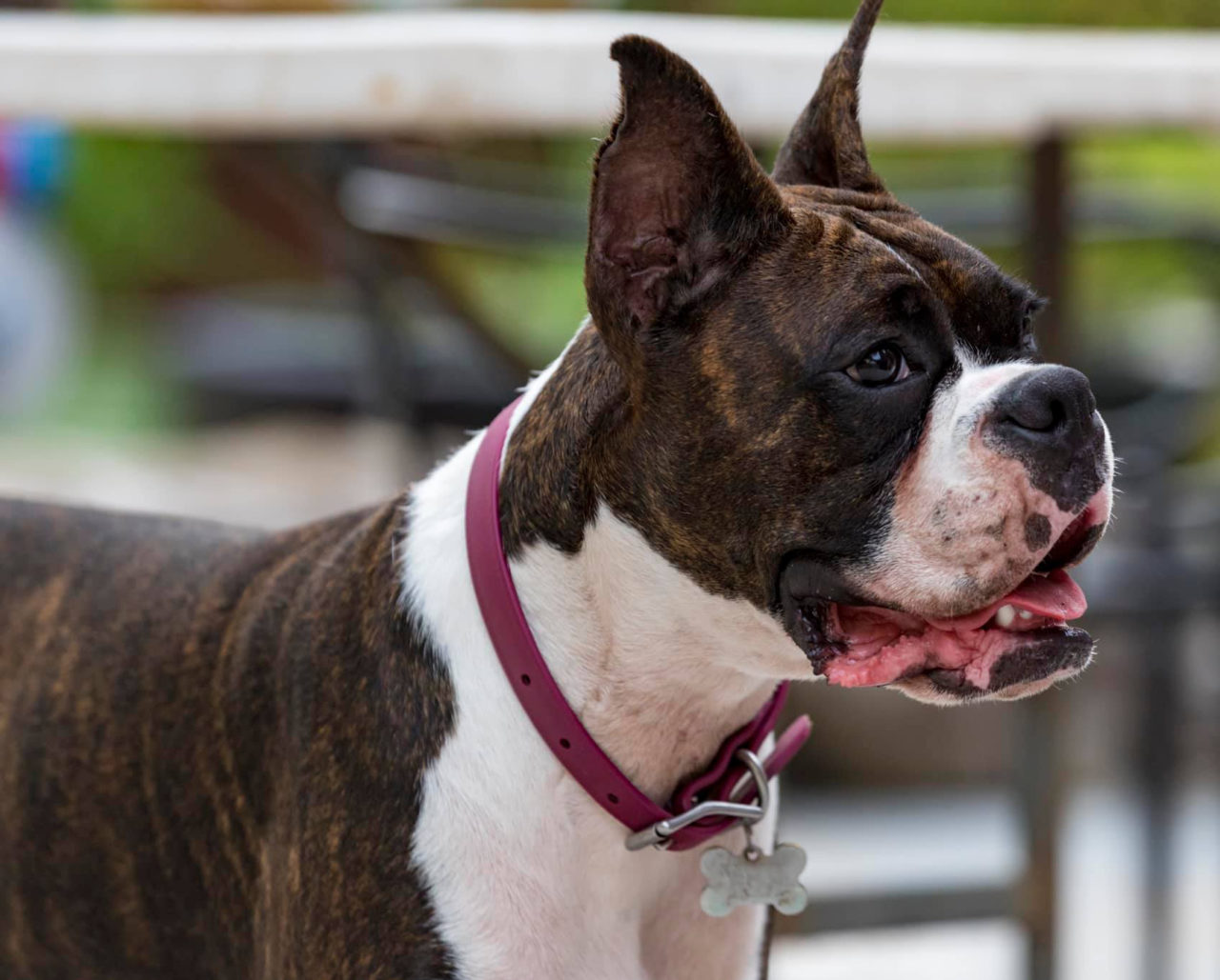Olvera's Boxer - We are a family that loves Boxers
